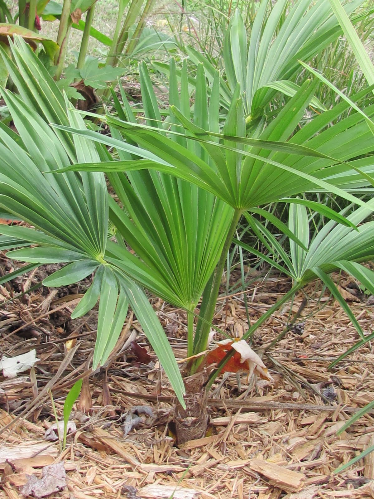 Botanical Junkie : UPDATE: Chinese Windmill Palm, Trachycarpus Fortunei
