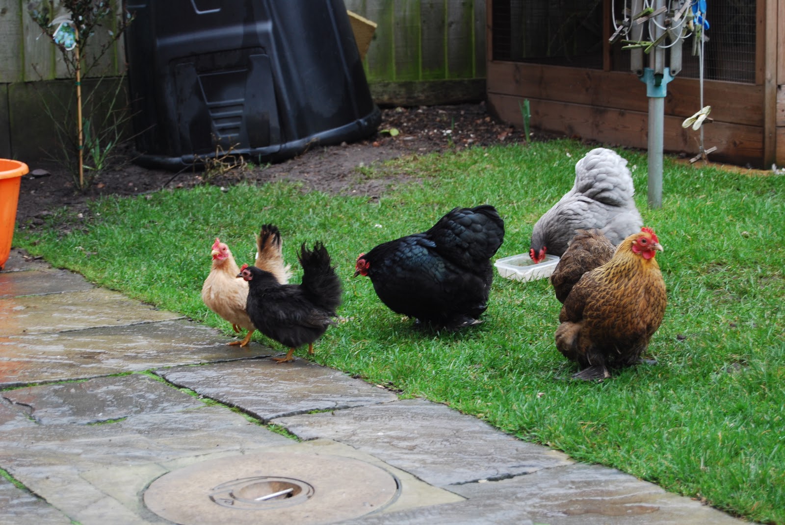 The Chicken Chronicles: Micro Chickens, Meet The Flock