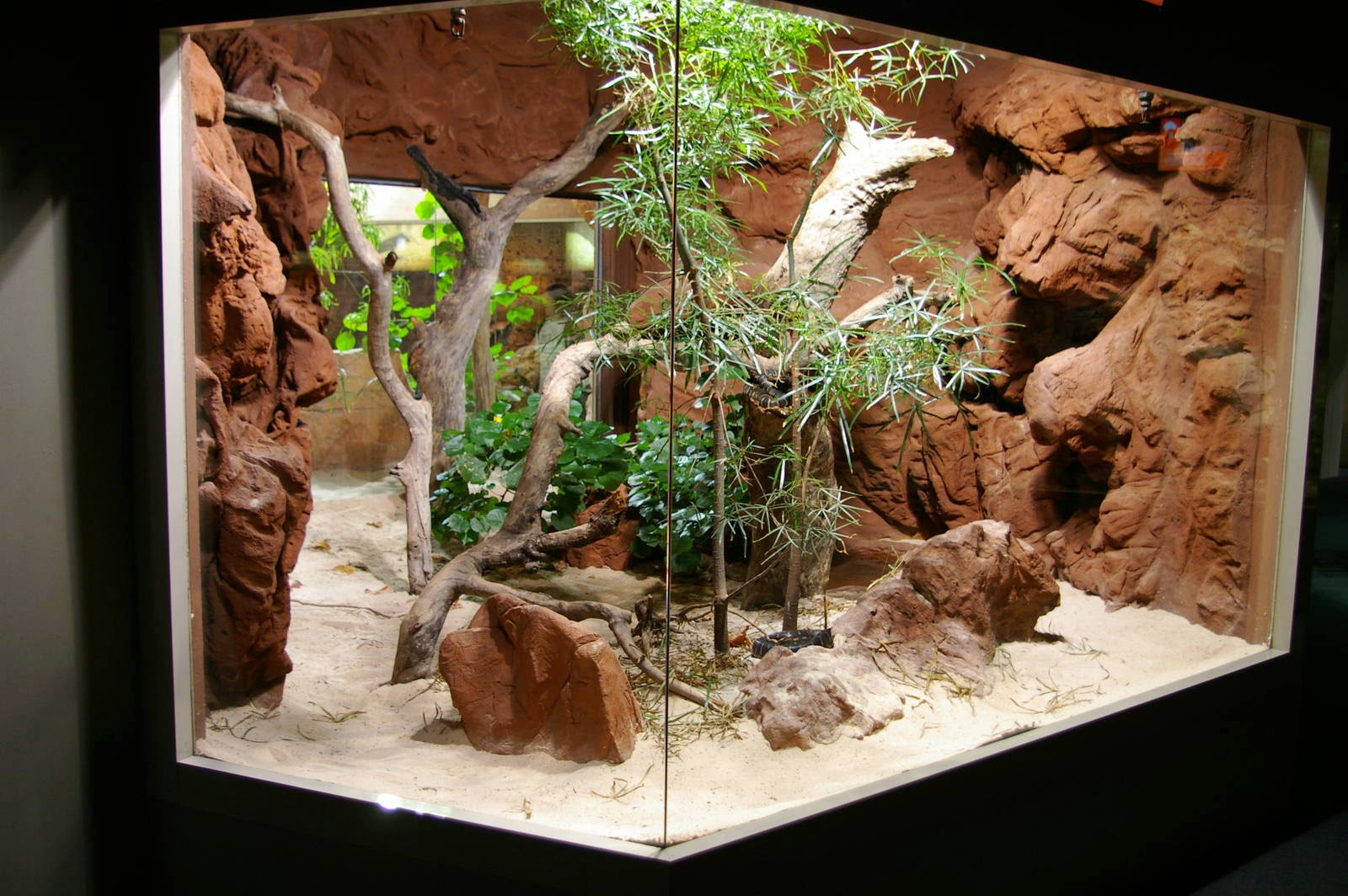 Nasty Reptiles: Morelia bredli - opis hodowli