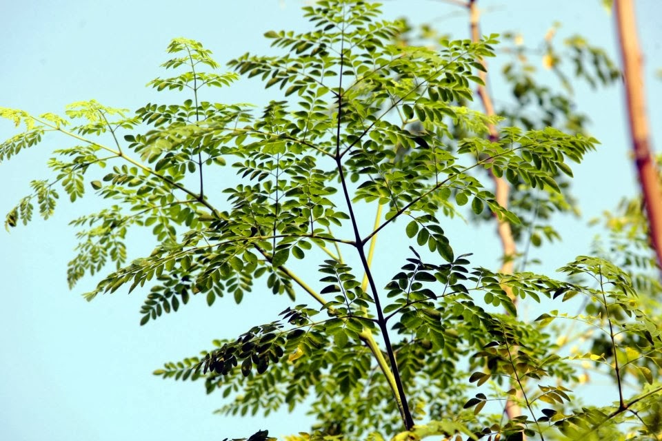 HERB4U. Malaysian Traditional Herbs 4U.: Daun Remunggai atau Daun Kelo ...