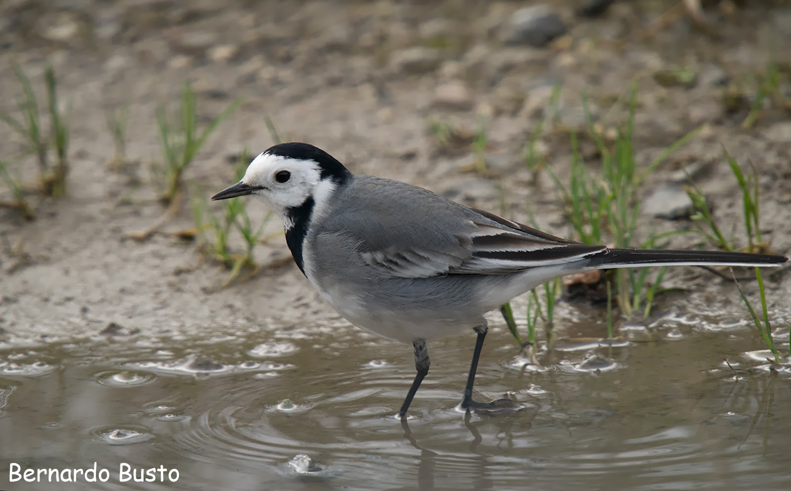 RÍA DE LA VILLA: Lavandera