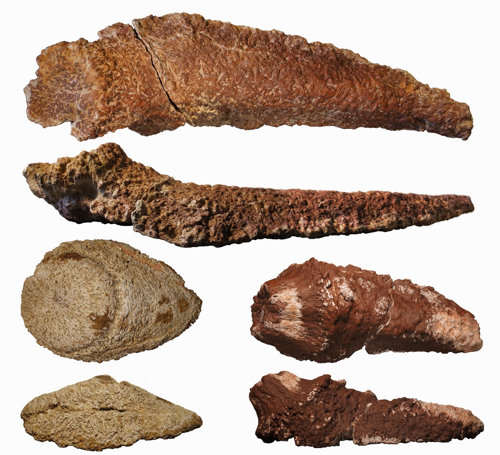 Dinosaur Renaissance: Osteodermos de titanosaurios de Lo Hueco: La historia