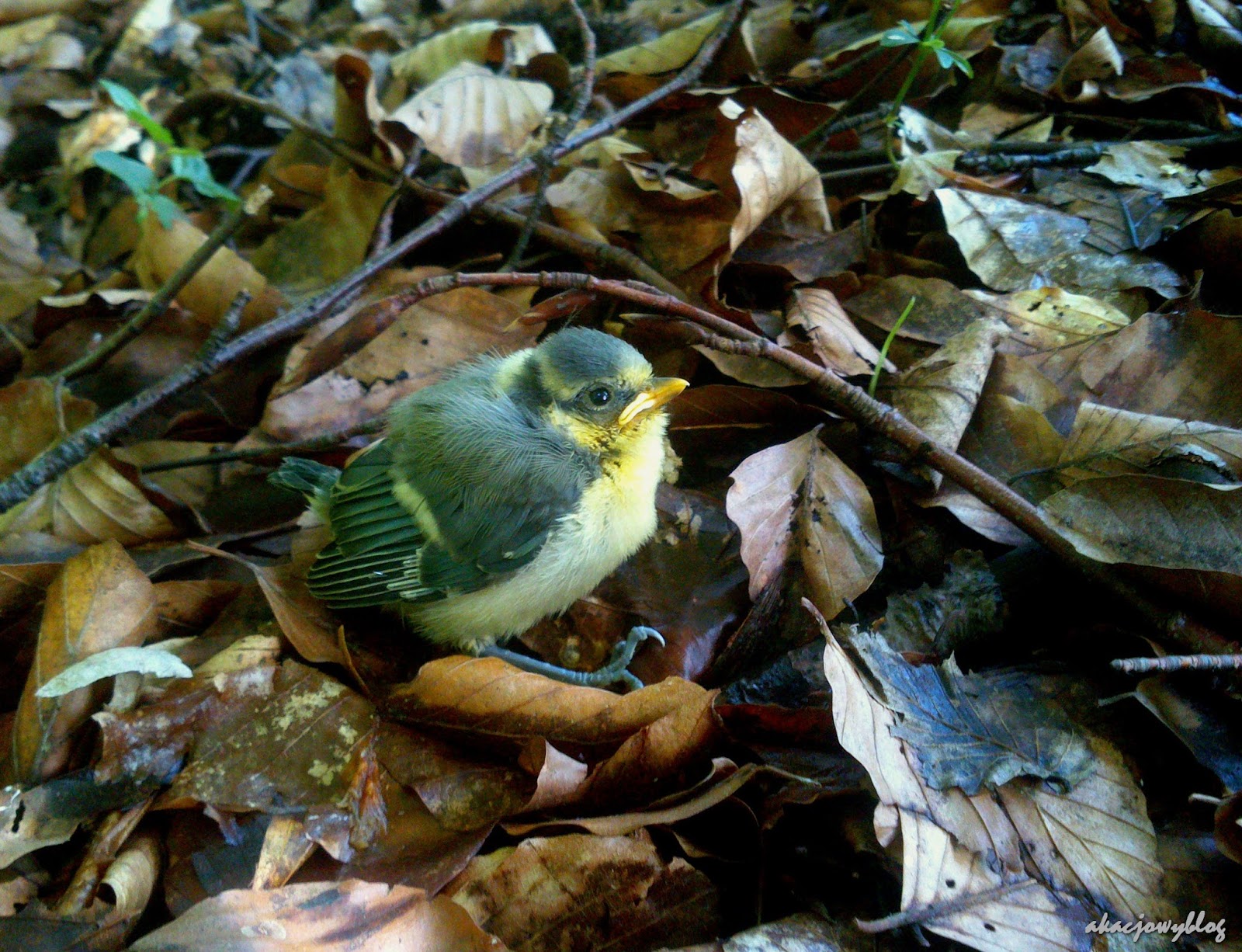 Modraszka zwyczajna czyli sikora modra. | A k a c j o w y B l o g - w ...