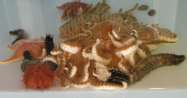 Rafael Microfauna Marina: Marine Aquarium -British Antarctic Survey (BAS)-