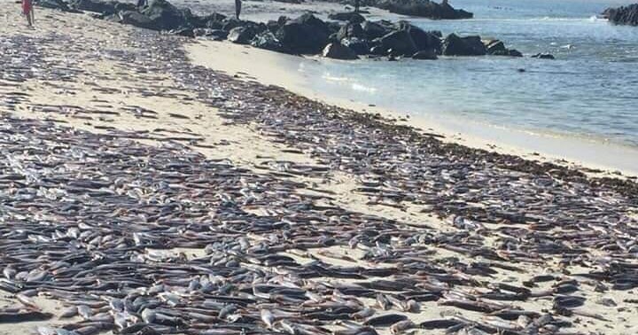 The Big Wobble : Thousands of cuttlefish wash up dead on a beach in ...