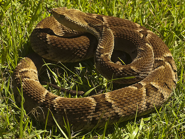 Ciências Biológicas: 2016