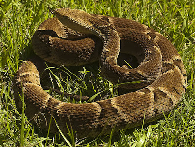 Ciências Biológicas: Jararaca