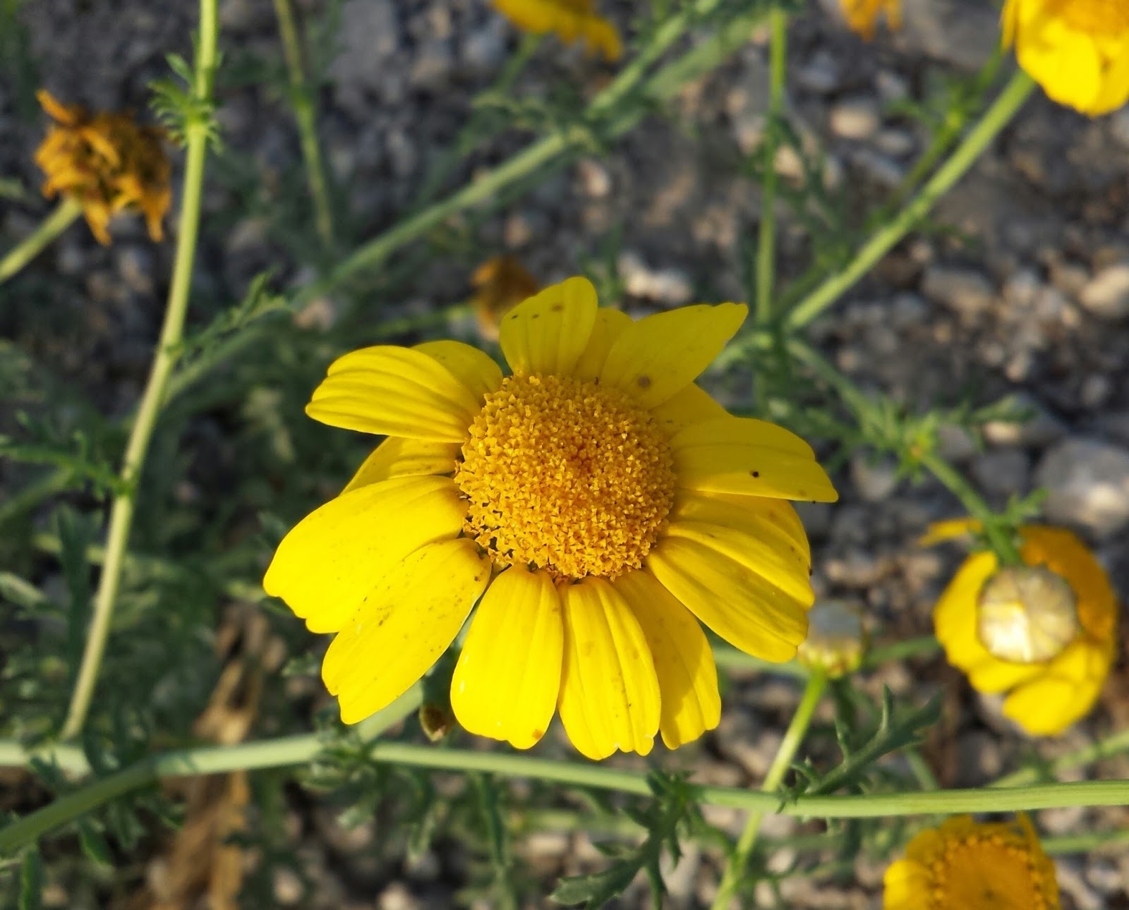 The Flower That Paints Malta Yellow | SNAPSHOTS OF MALTA