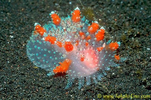 Zemūdene.: Kalinga Ornata jūras gliemji