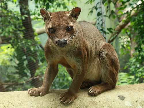 Animals of the world: Eupleridae