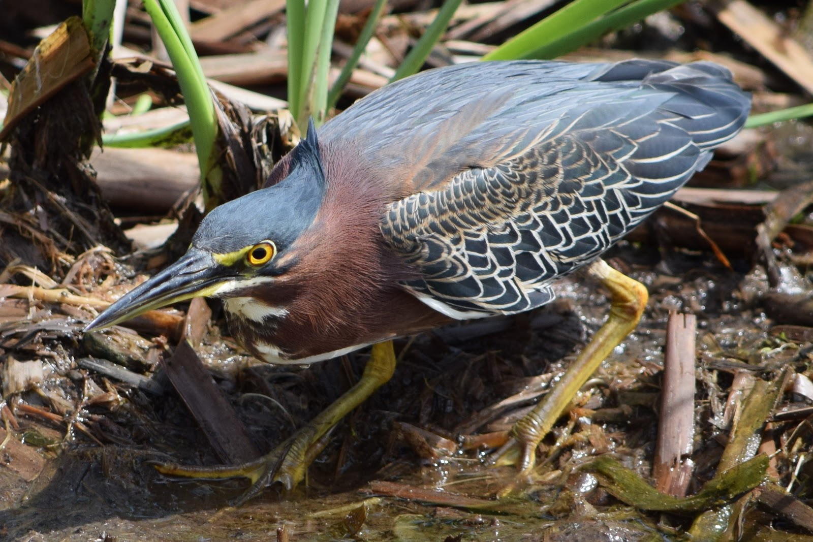 Natural Weekends - More Migratory Birds In South Texas - The Soundings