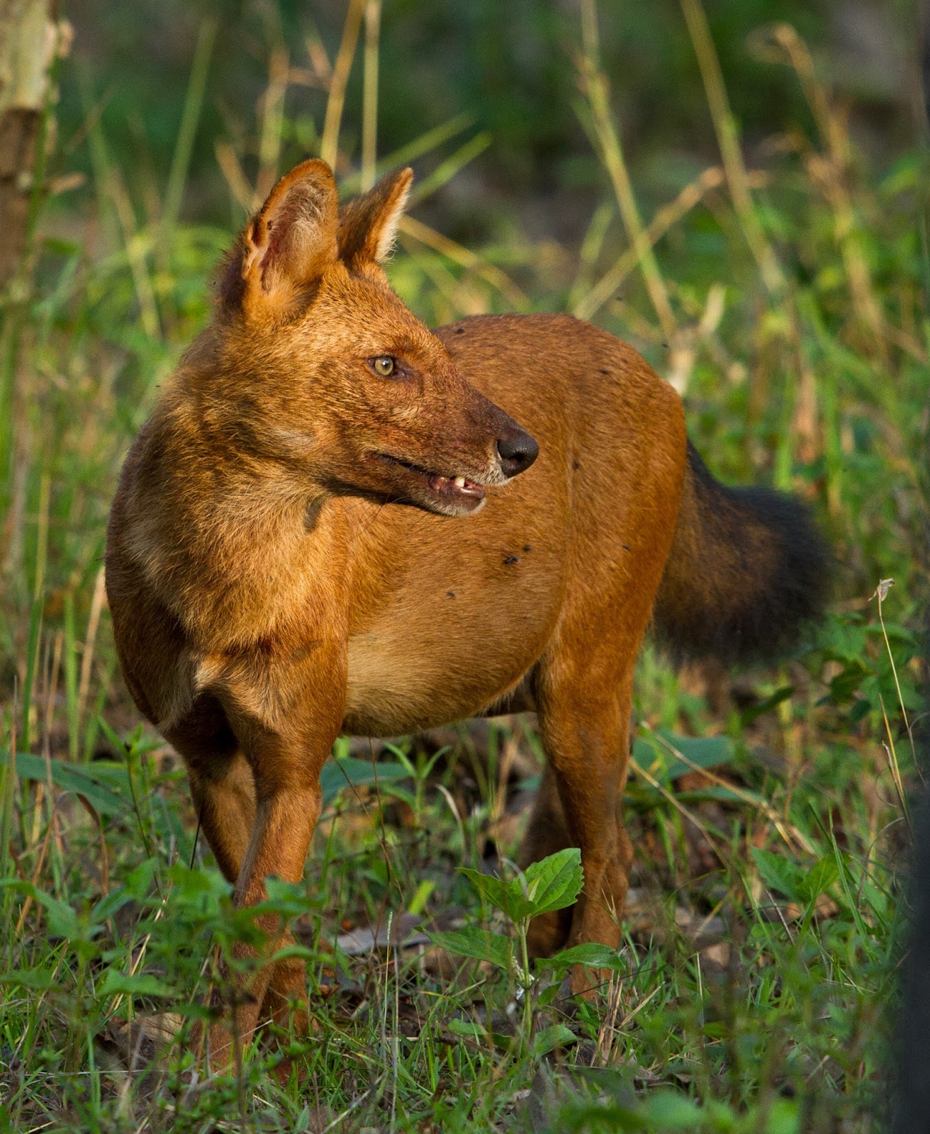 Abe's Animals: Dhole