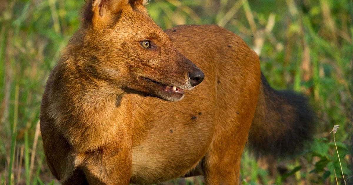 Abe's Animals: Dhole