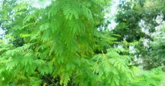 SS Moments: Delonix elata - VAta nArayanan - Siddheshwara