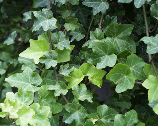 Hera (Hedera helix)