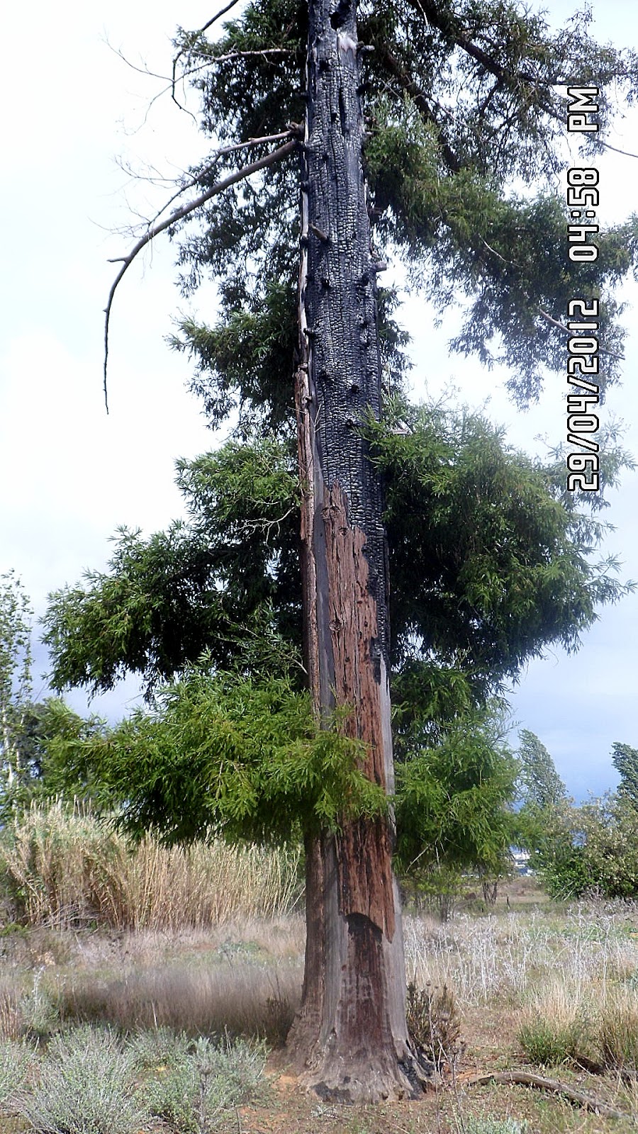 Espíritu de Árbol: Sequoia Roja
