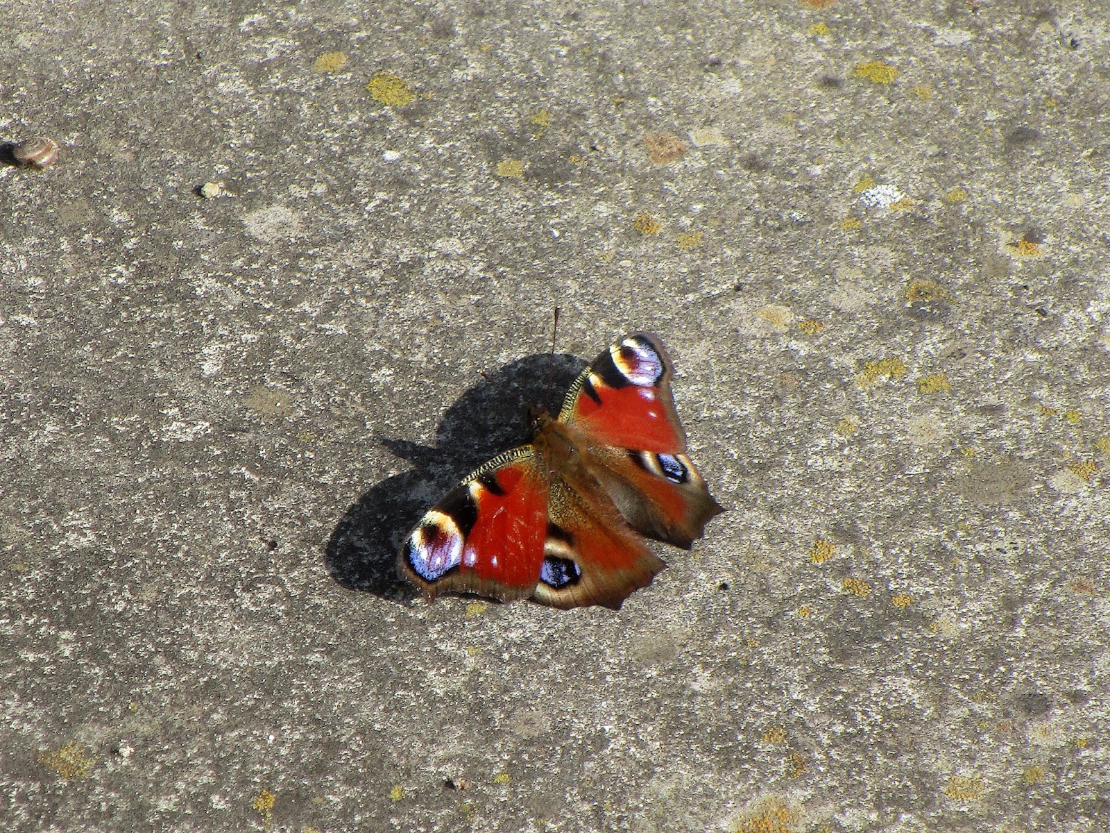 joachimartist: butterfly hunt