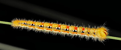 BunyipCo: September 2013