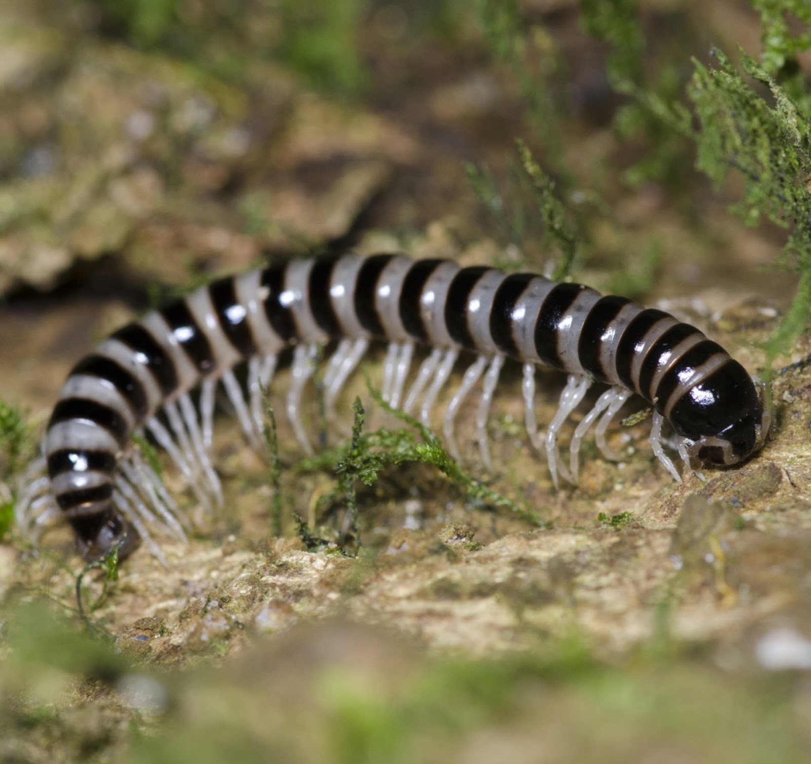 Species New to Science: [Diplopoda • 2018] The Genus Eviulisoma ...