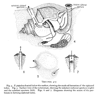 The shape and the idea: 97 — Ostrich foot shell, Struthiolaria papulosa