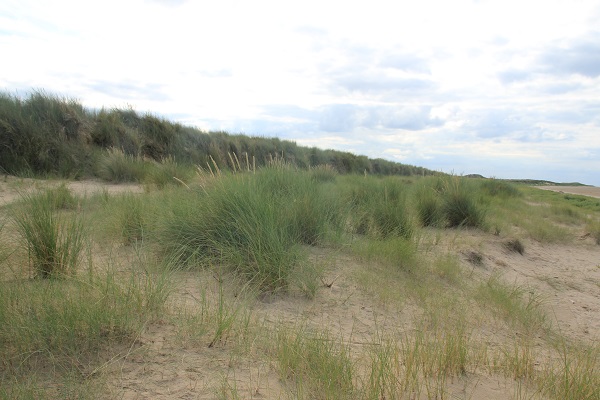 Holkham National Nature Reserve: The Dunes of Holkham