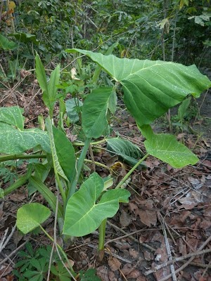 Mengenal Kimpul Tanaman Umbi Yang Bermanfaat Untuk Obat Diabetes | 1001 ...