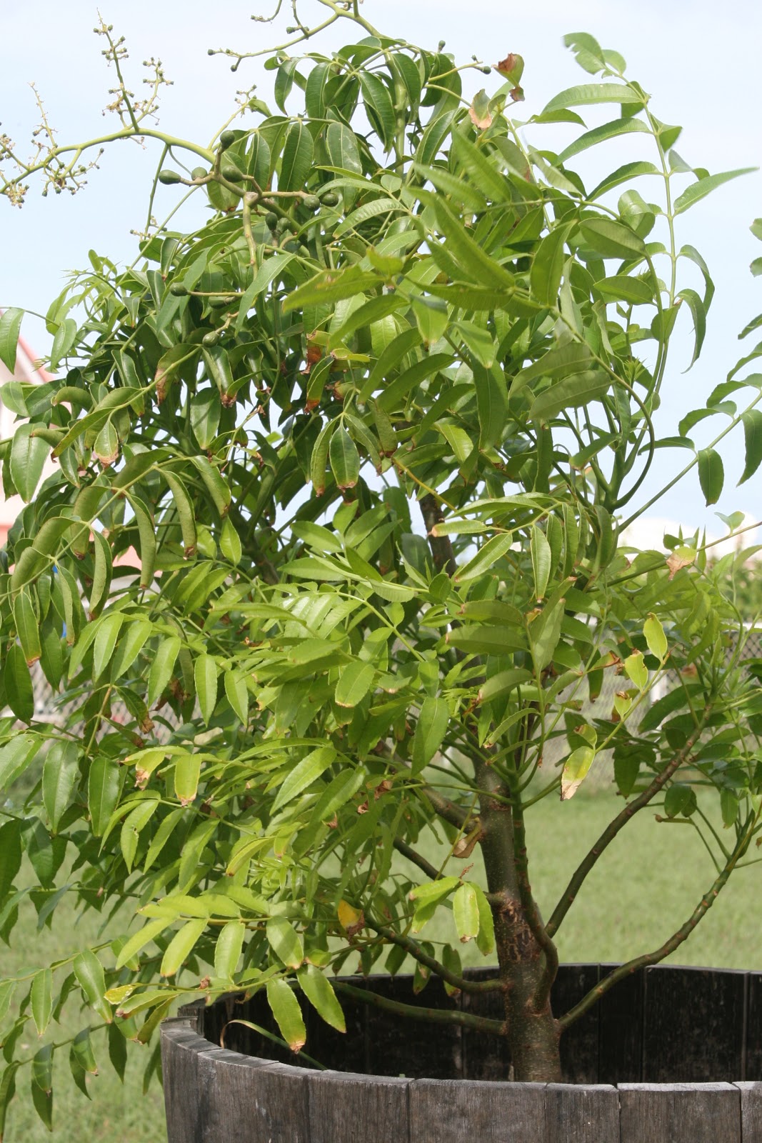 My Tropical Organic Garden: Growing Pommecythere in my tropical organic ...