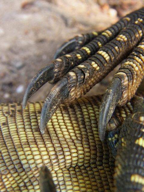 Medlar Comfits: Armour studies - the goanna