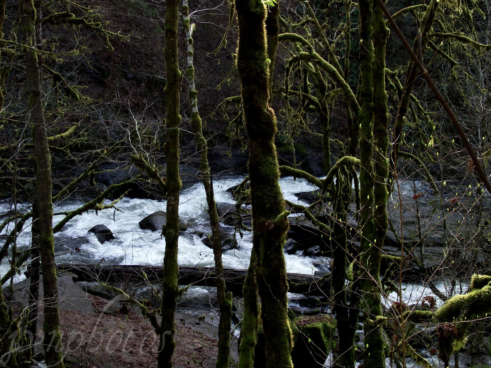 Photos by Jan: Triangle Lake, Oregon and Further Adventures