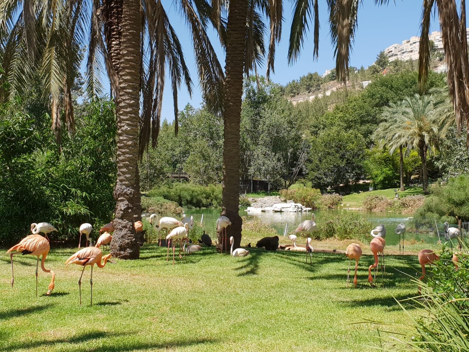 לבזבז באהבה : גן החיות התנכי בירושלים- חוויה לכל המשפחה כבר 25 שנים