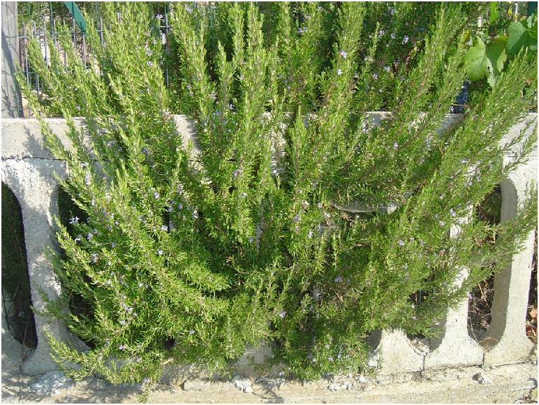 La Doctora De Las Plantas: Romero: un arbusto dulcemente perfumado ...
