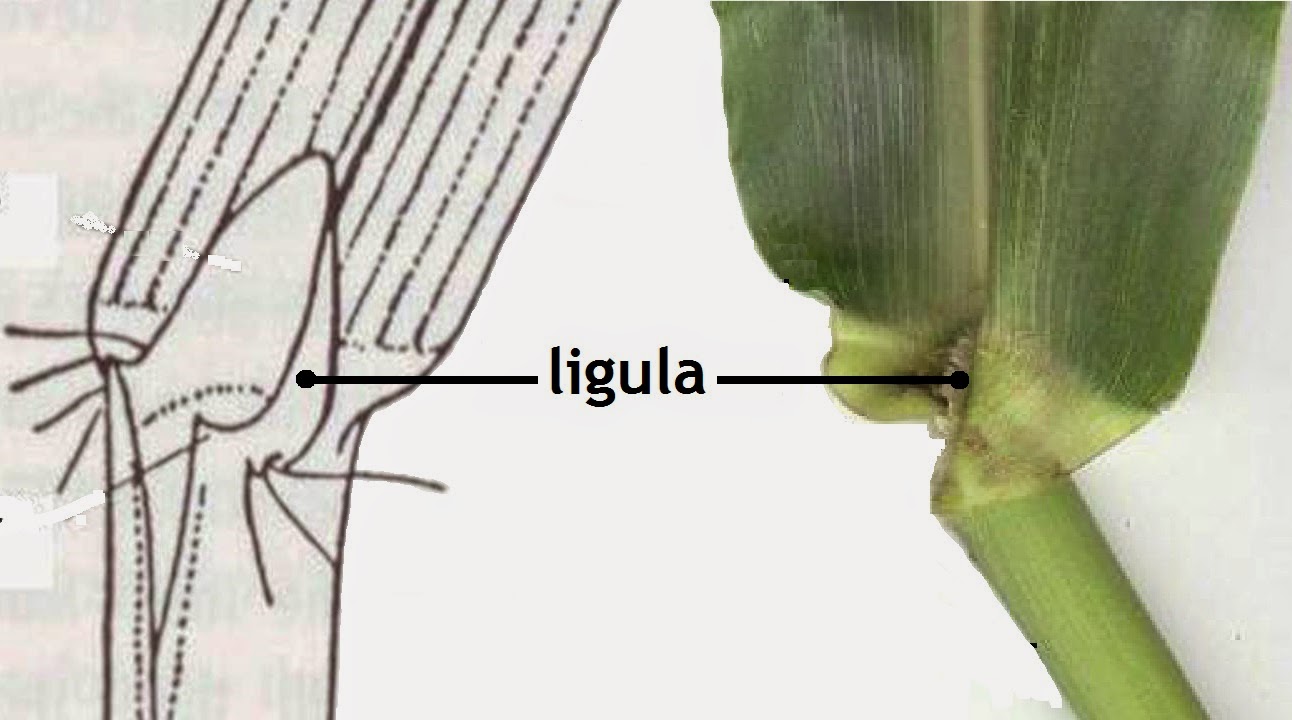 Bagian Bagian Daun ~ MUNAWI INSIDE