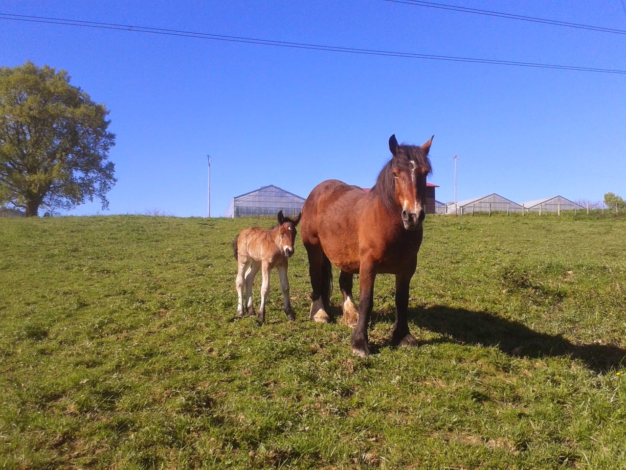 Euskal Herriko Mendiko Zaldia: 04/30/14