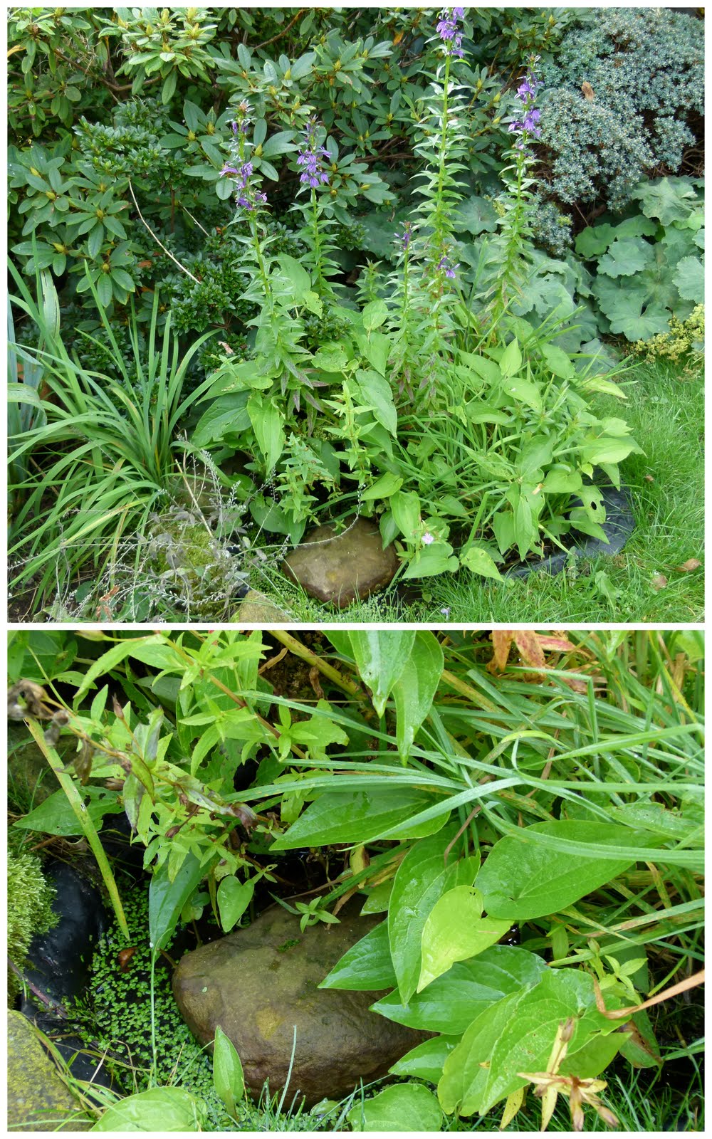 Our Plot at Green Lane Allotments: Puddle Pond