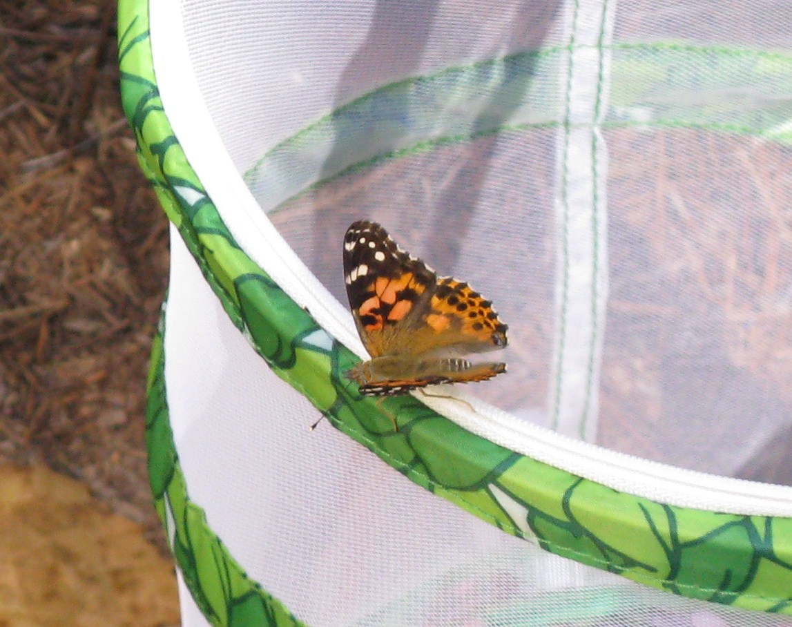 Cranberry Tea Time: Releasing Our Butterflies
