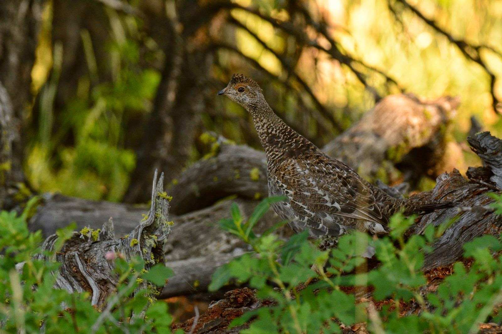 Turbo's Track and Photo Tour: Dusky and Ruffed Grouse Chicks(20140804 ...