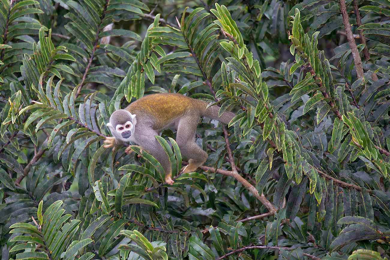 Bob's Photos: Amazon Rainforest Vacation in March