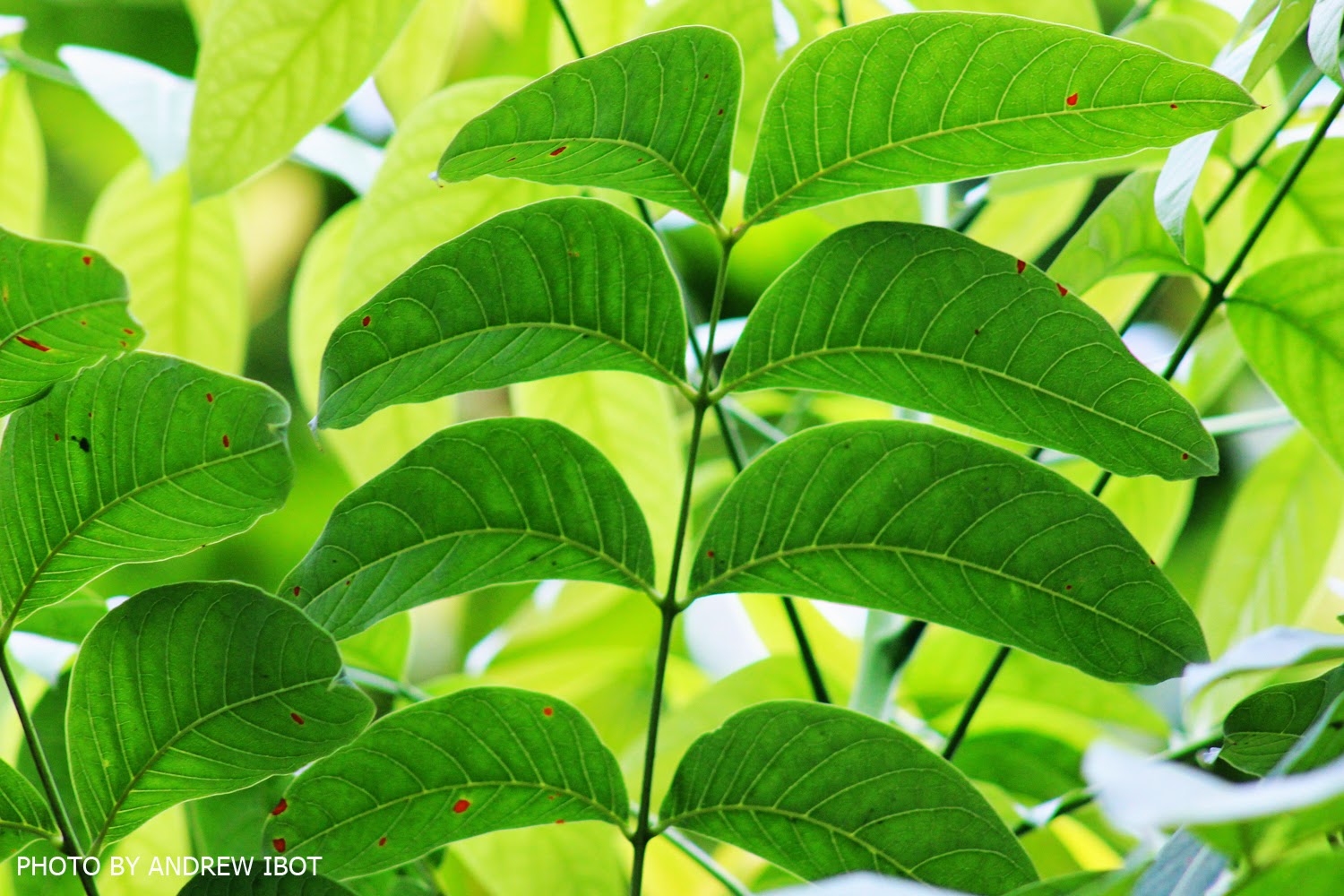 Ako si ANDREW IBOT!: Niyog-Niyogan