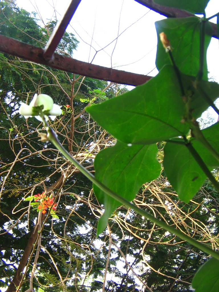 AnnaParabrahma: Growing Chavali