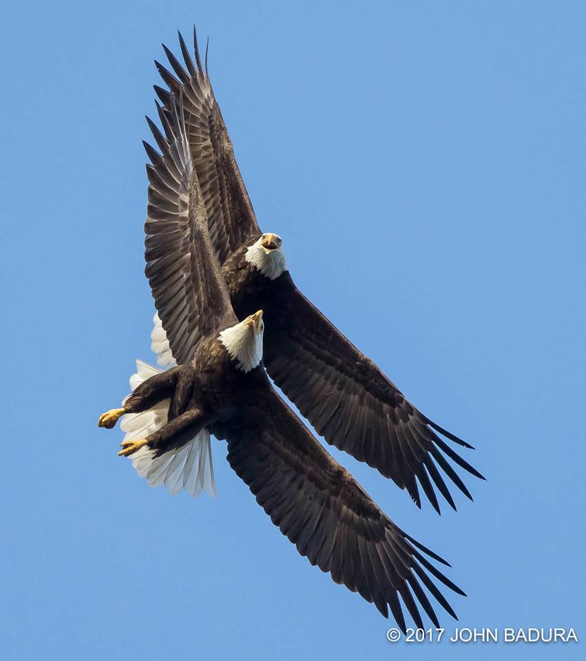 White Wolf : Love Is In The Air: Bald Eagles Spotted Showing Their Love For Each Other