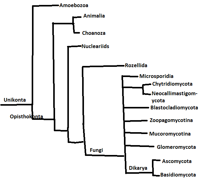 Life as we know it: Kingdom Fungi
