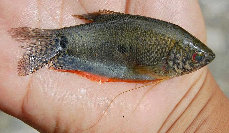 Ikan Sepat (Trichogaster) | Biota Dunia Perairan