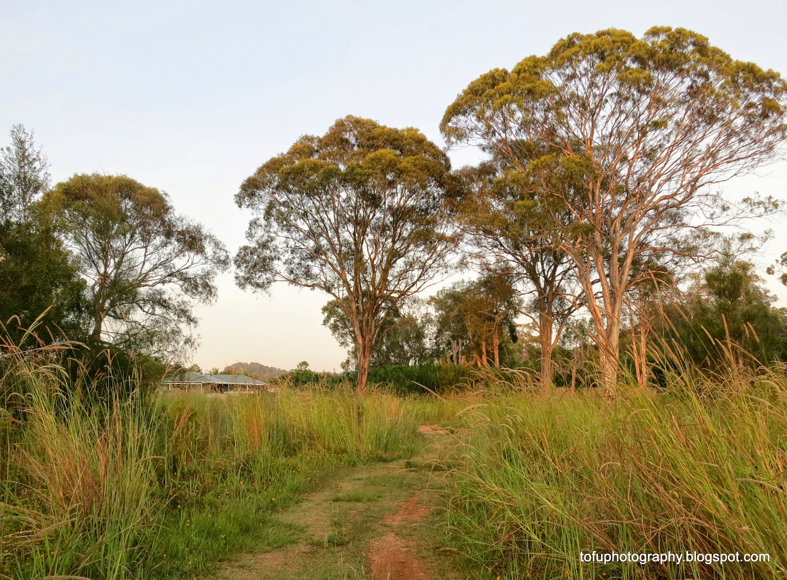 Tofu Photography: Bush setting