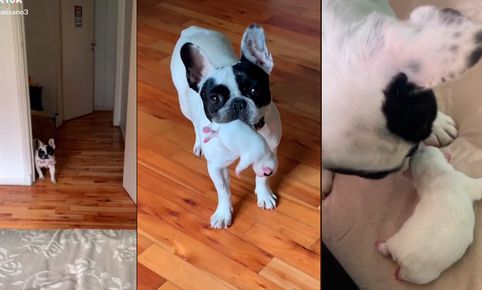 Perro se hace viral en Tik Tok al protagonizar video de Hip Hop ...