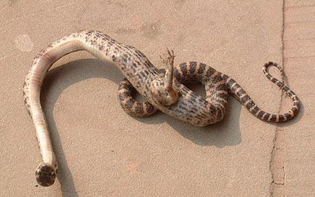 Evolution Of Snakes, Snake With Foot | Animal Photo