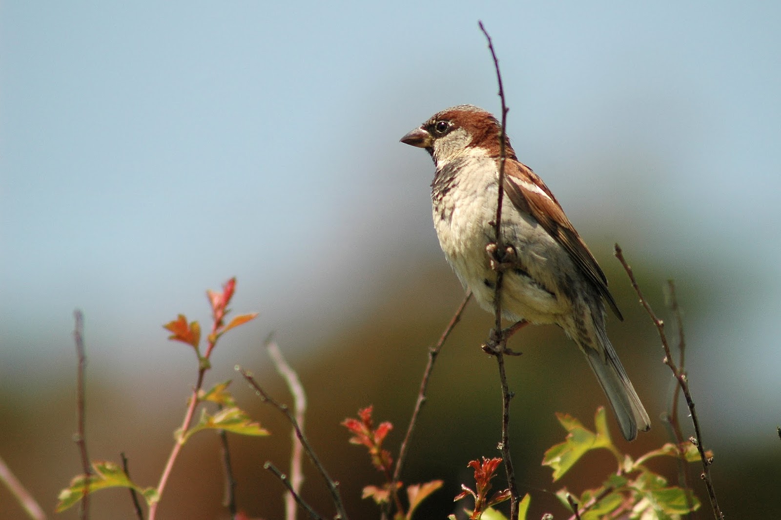 BirdWatch Ireland's Conservation Team blog: Irish Garden Birds - Humble ...