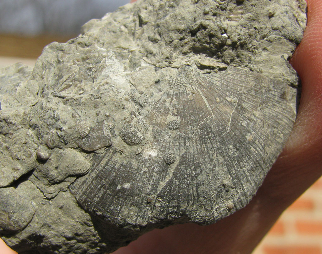 Views of the Mahantango: Strophomena (?) brachiopod from the Verulam fm.