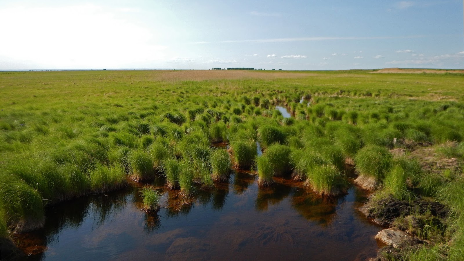 Amur Bird Project: Summer at Muraviovka Park - a photo collection