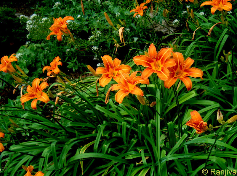 Des lys jaunes et orangés | Paysages et Fleurs au fil de l'eau