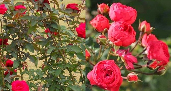 CARA MENANAM / BUDIDAYA BUNGA MAWAR | Pertanian